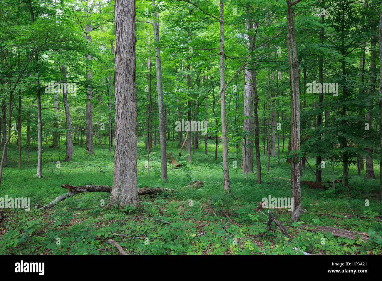 Open forest at Mammoth Cave National Park Stock Photo - Alamy