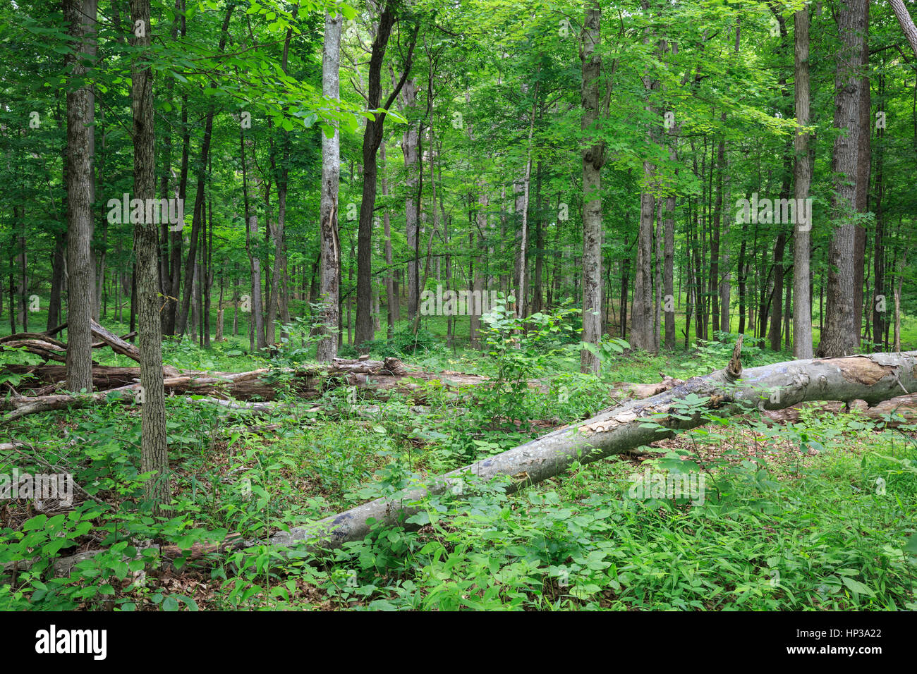 Mammoth Cave Np Stock Photos & Mammoth Cave Np Stock Images - Alamy