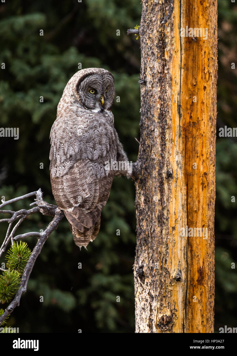Owl perch hi-res stock photography and images - Alamy