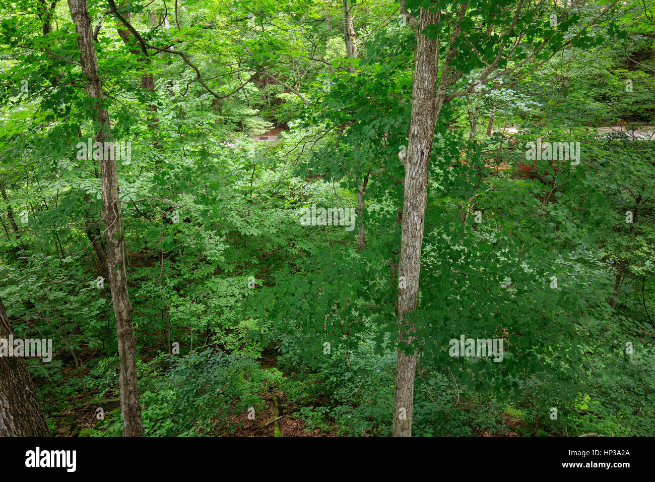 Open forest at Mammoth Cave National Park Stock Photo - Alamy