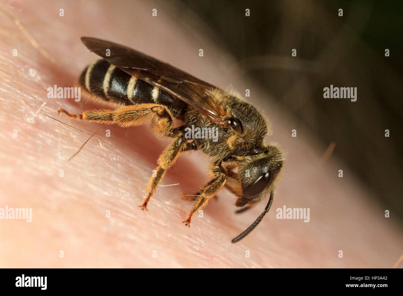 Sweat Bee Stock Photos & Sweat Bee Stock Images - Alamy