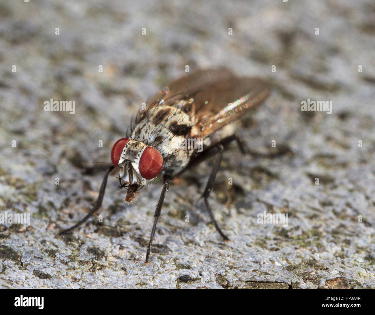 Female Fly (Anthomyia pluvialis) on lichen covered rock Stock Photo - Alamy