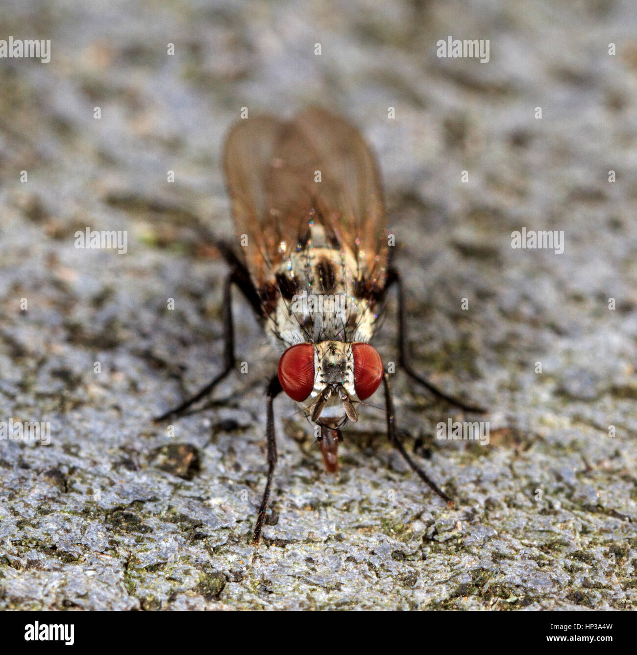 Female Fly (Anthomyia pluvialis) on lichen covered rock Stock Photo - Alamy