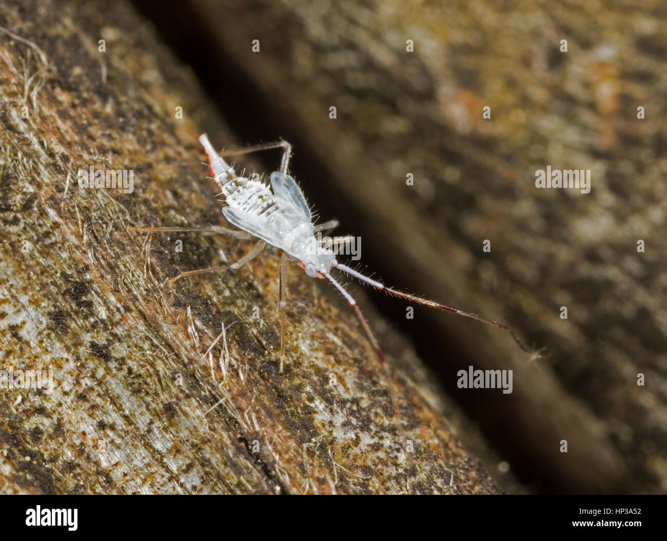 Nymph of Hyaliodes hartim predatory bug which feeds on mites Stock ...