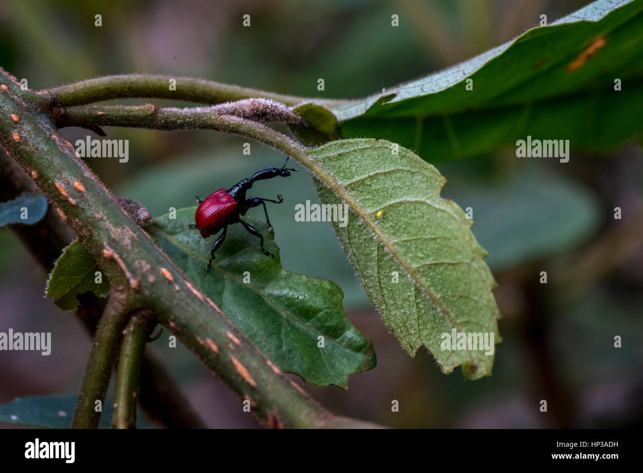 A female giraffe weevil in rainforest of Madagascar Stock Photo - Alamy