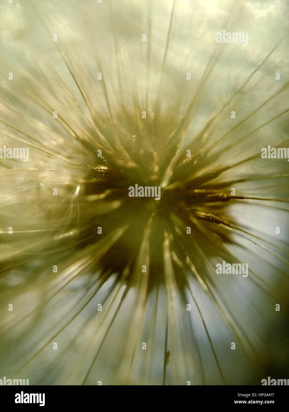 Extreme close up of flower head Stock Photo - Alamy