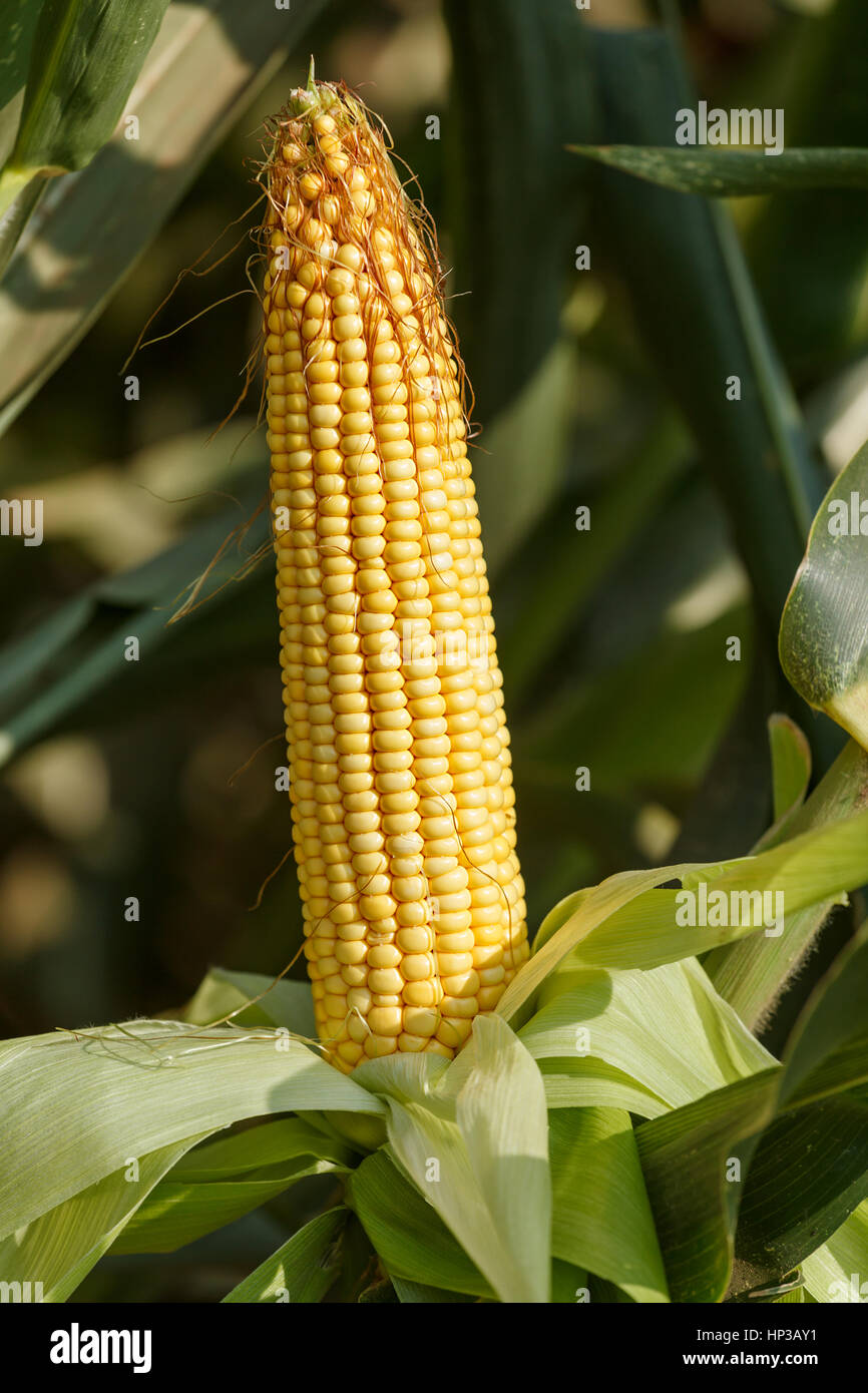 Corn maze background hi-res stock photography and images - Alamy