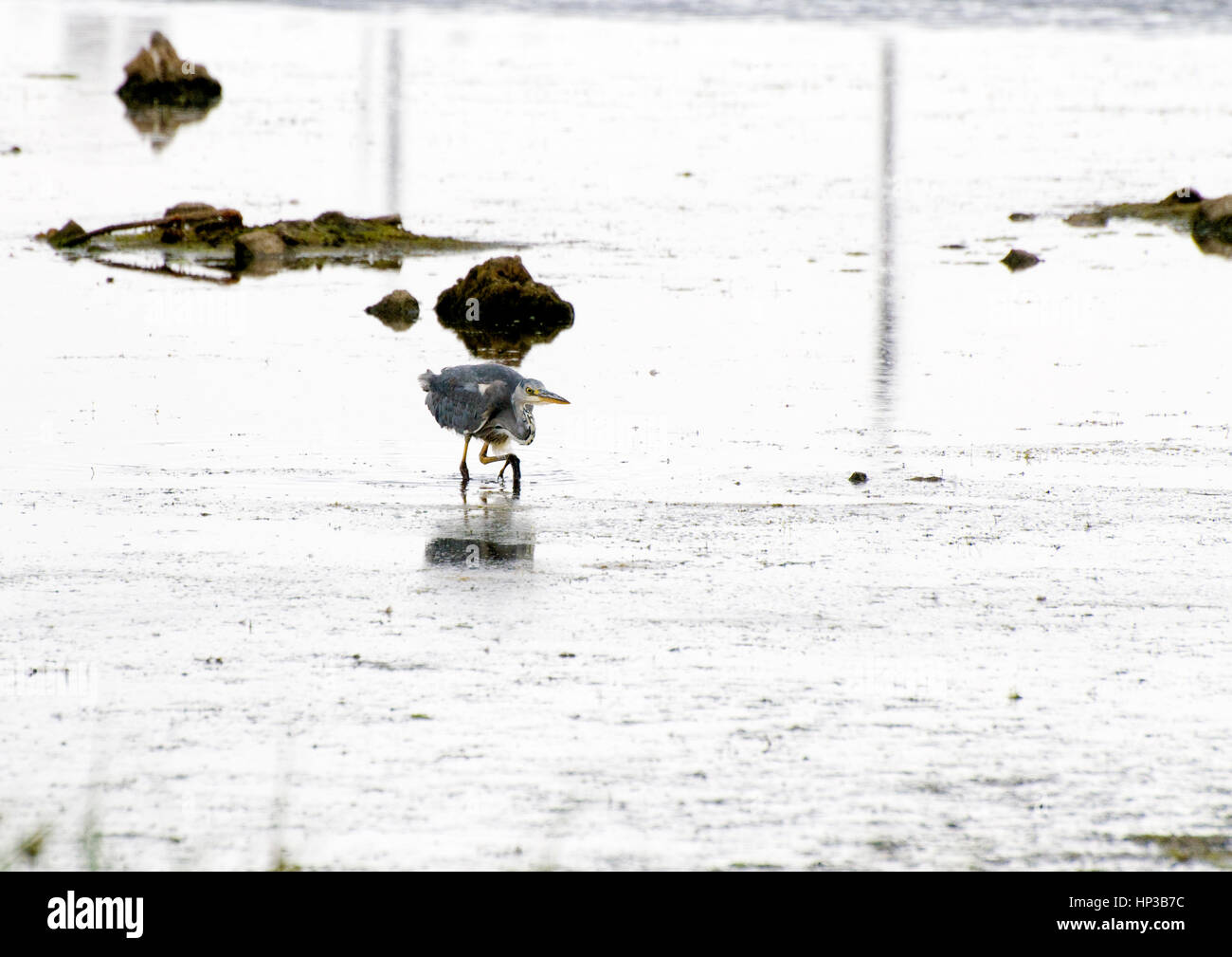 Bird wading on the banks of a pond Stock Photo - Alamy