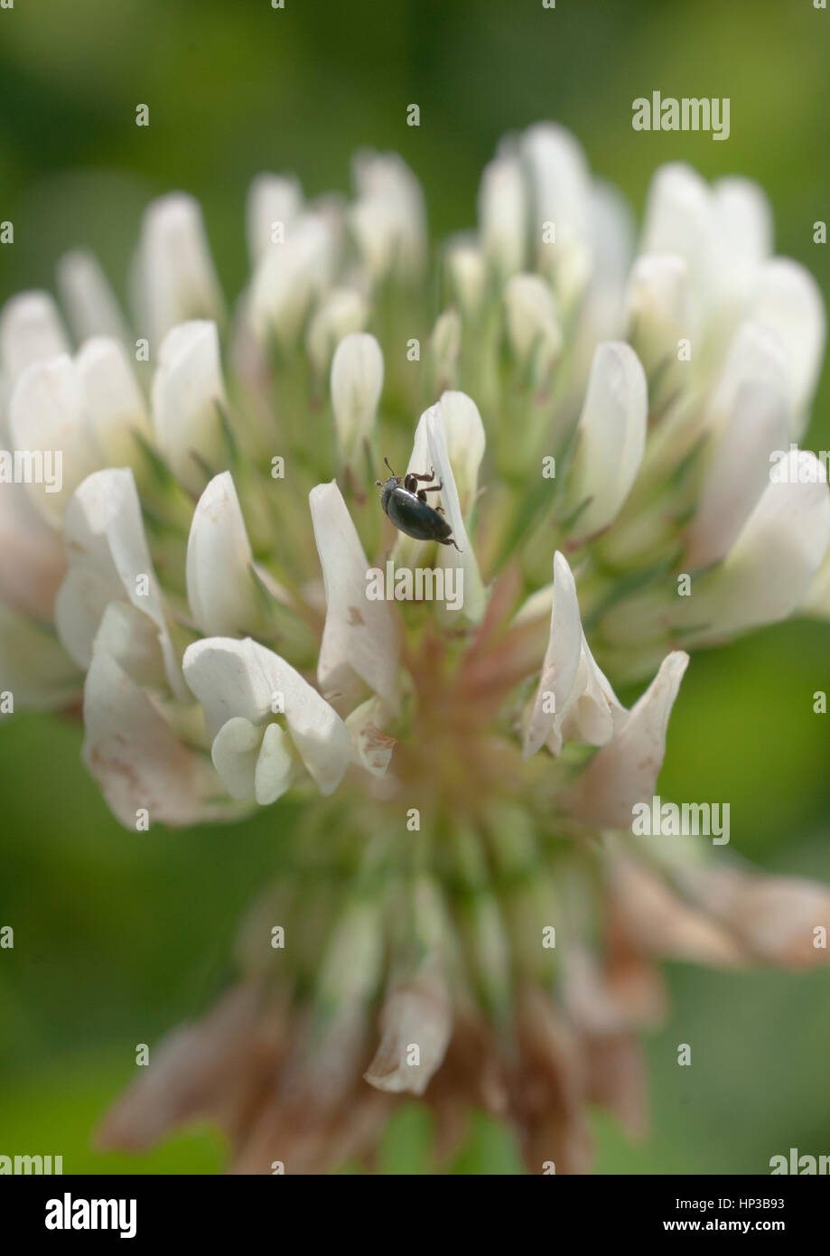 Clover flowers in between being in full bloom and coming to the end of ...
