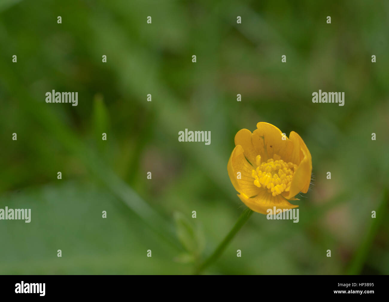 A small buttercup in full bloom in the sun Stock Photo - Alamy