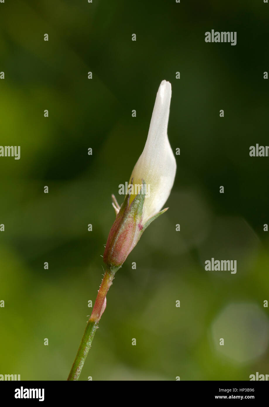 Clover flowers in between being in full bloom and coming to the end of ...