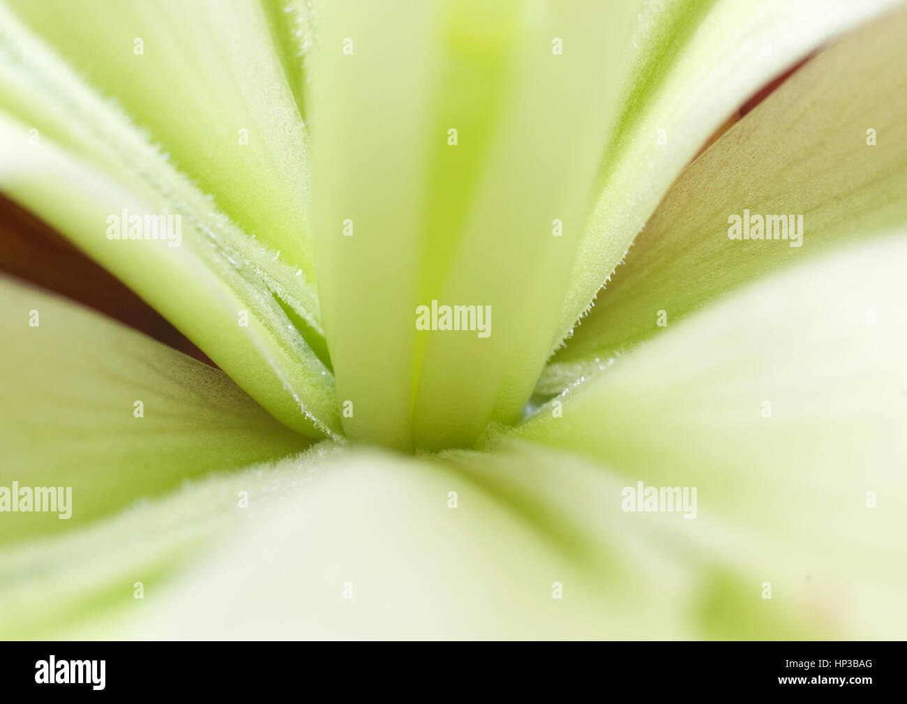 Macro photographs of a Lily flower in bloom Stock Photo - Alamy