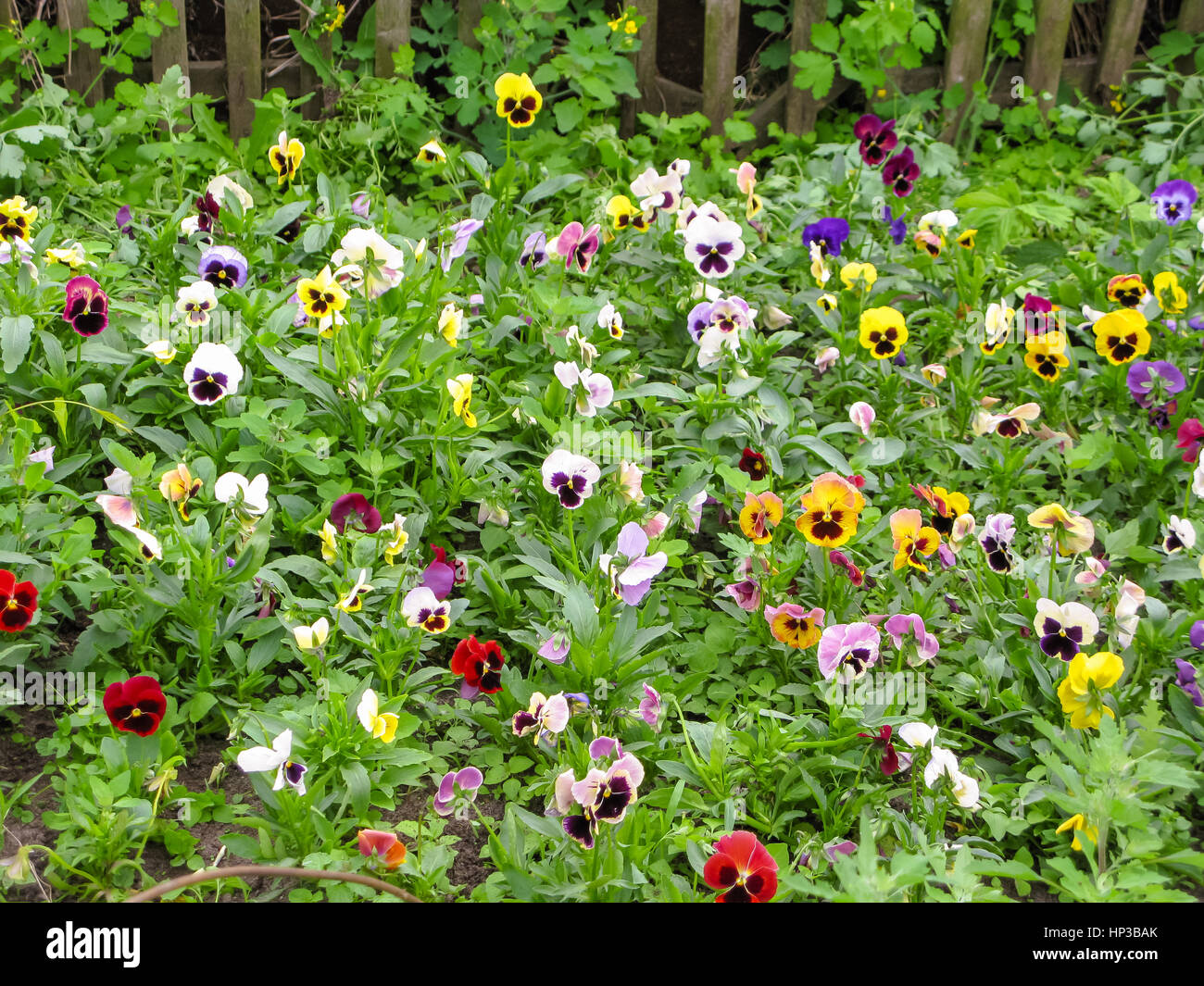 Viola tricolor red blue yellow Pansies green flowerbed macro closeup ...