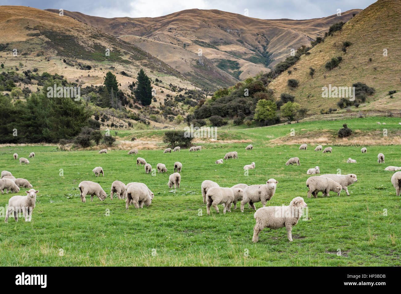 Cardrona wanaka hi-res stock photography and images - Alamy