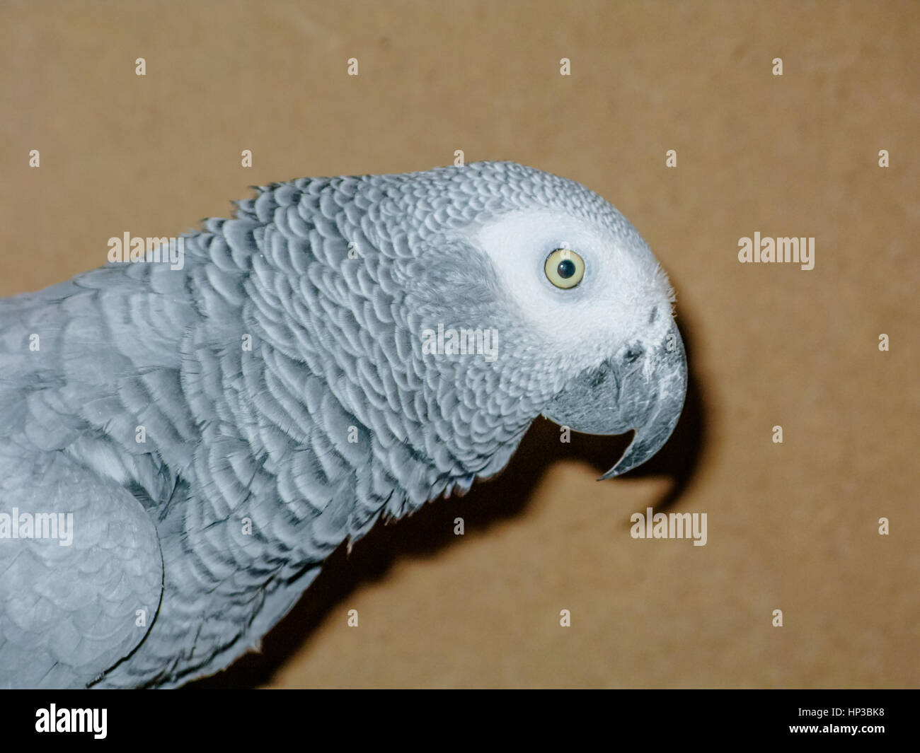 African Grey Parrot red Tails Jaco cage closeup Stock Photo - Alamy