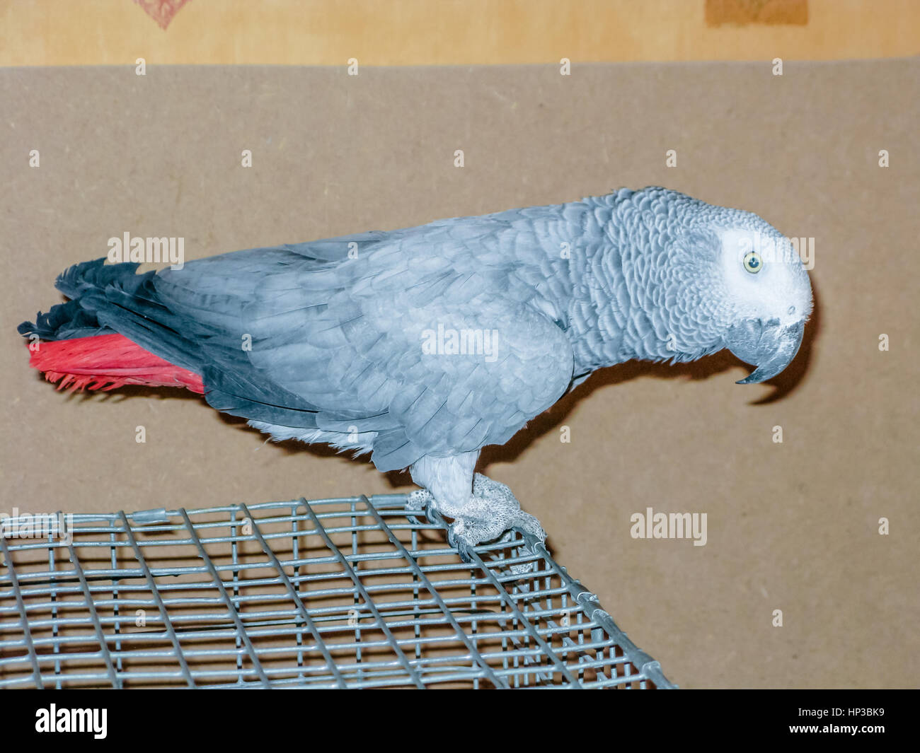 African Grey Parrot red Tails Jaco cage closeup Stock Photo - Alamy