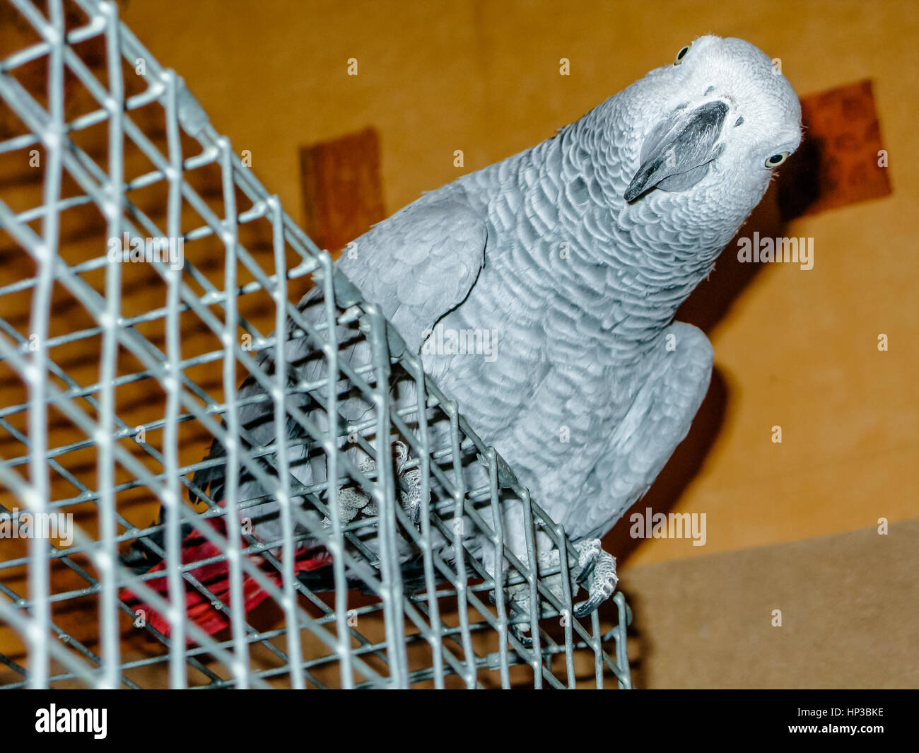 African grey parrot home hi-res stock photography and images - Alamy