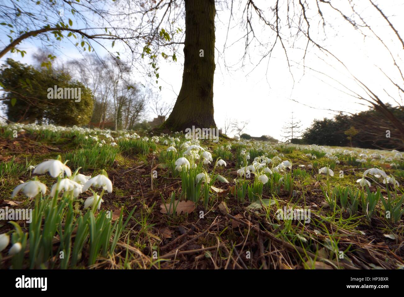 Uk snowdrops hi-res stock photography and images - Alamy