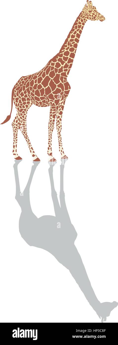 vector illustration Giraffe with shadow Stock Vector Image & Art - Alamy