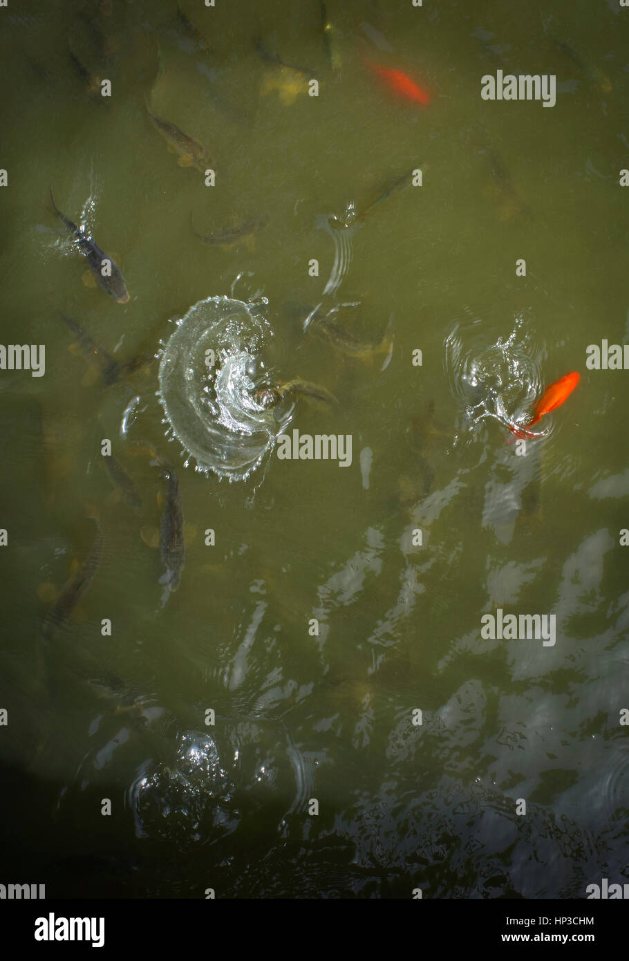 Goldfish water splash hi-res stock photography and images - Alamy