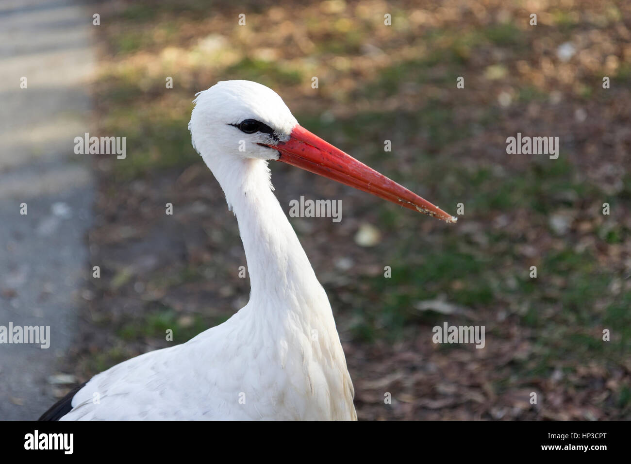 Close up stork bird eye hi-res stock photography and images - Alamy