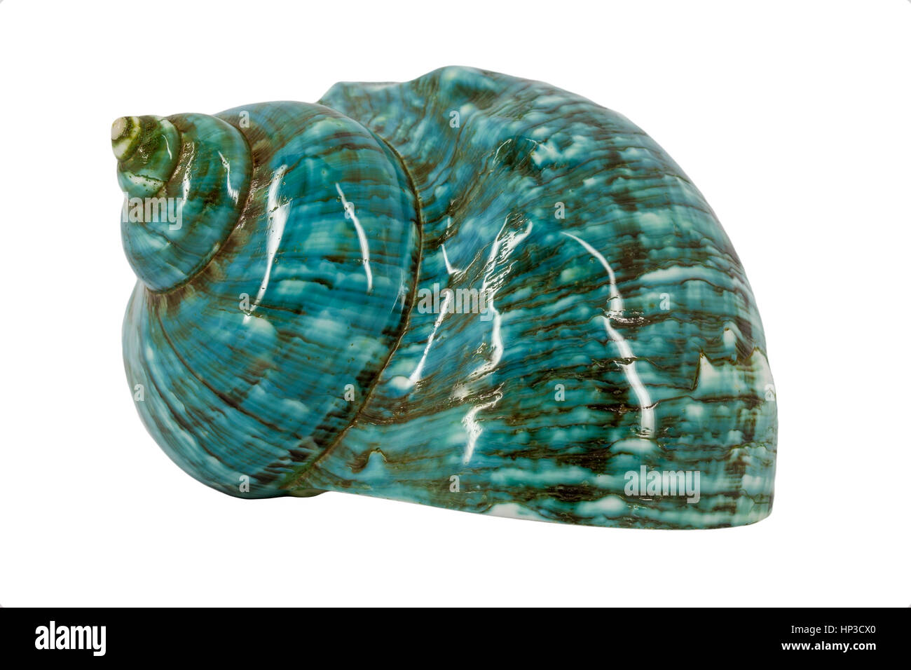 Green turbo shell hi-res stock photography and images - Alamy