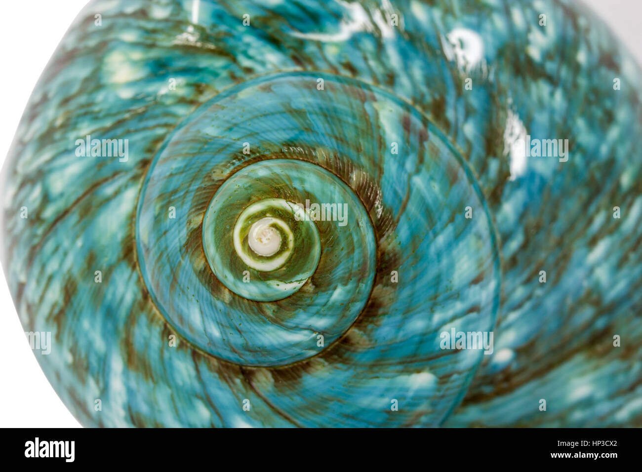 Turquoise seashell - detail Stock Photo - Alamy