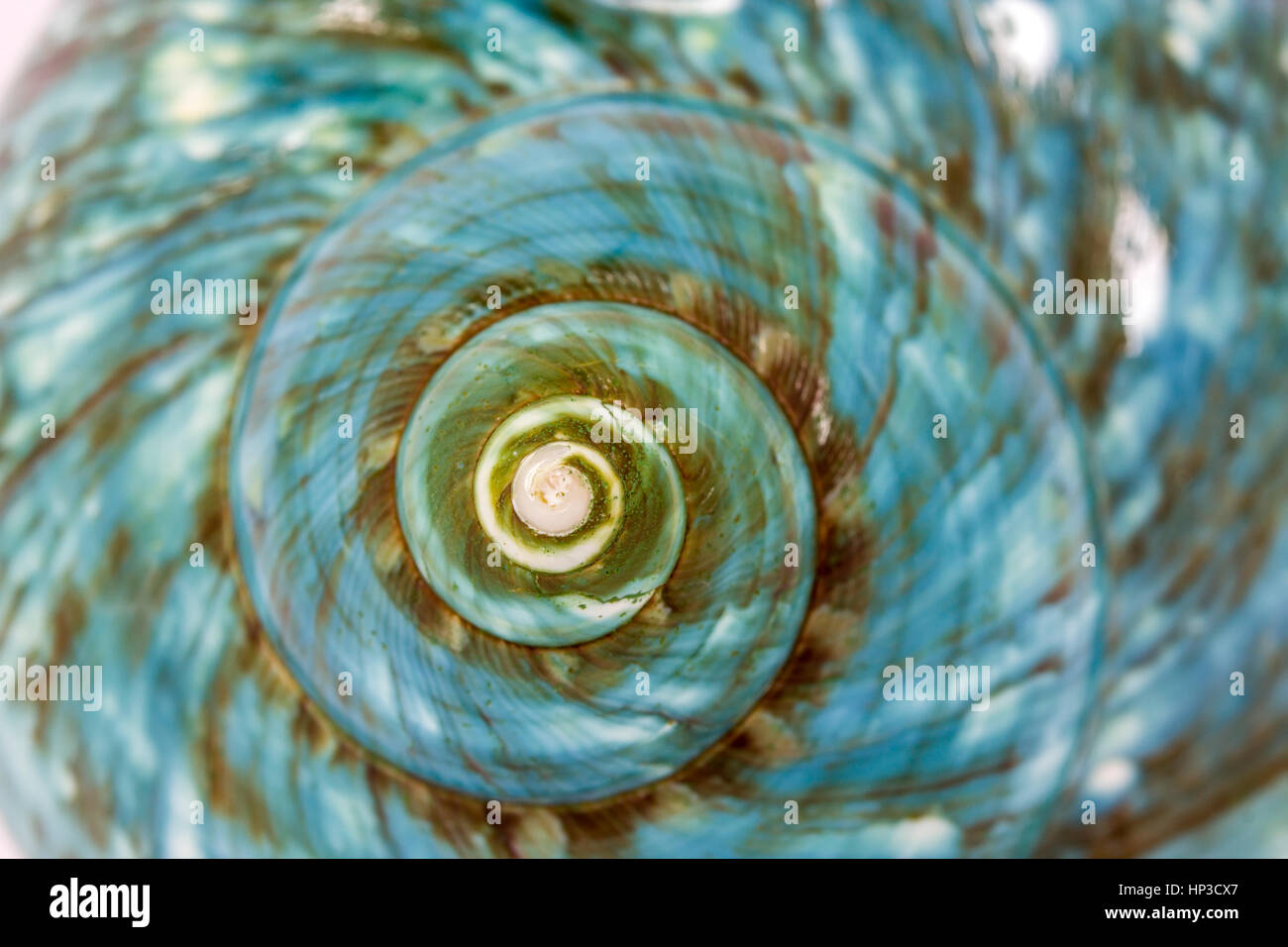 Turquoise seashell - detail Stock Photo - Alamy