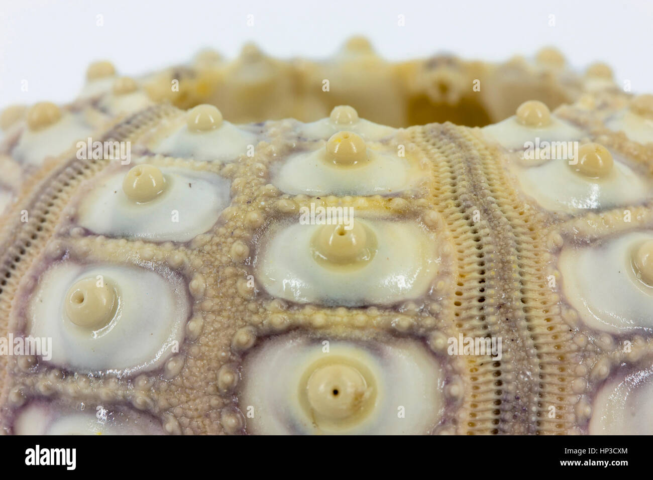 Imperial sea urchin closeup Stock Photo - Alamy