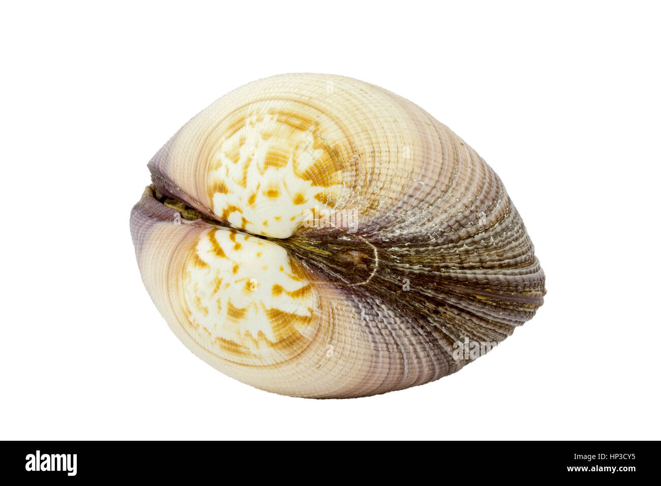 Closed clam shell hi-res stock photography and images - Alamy