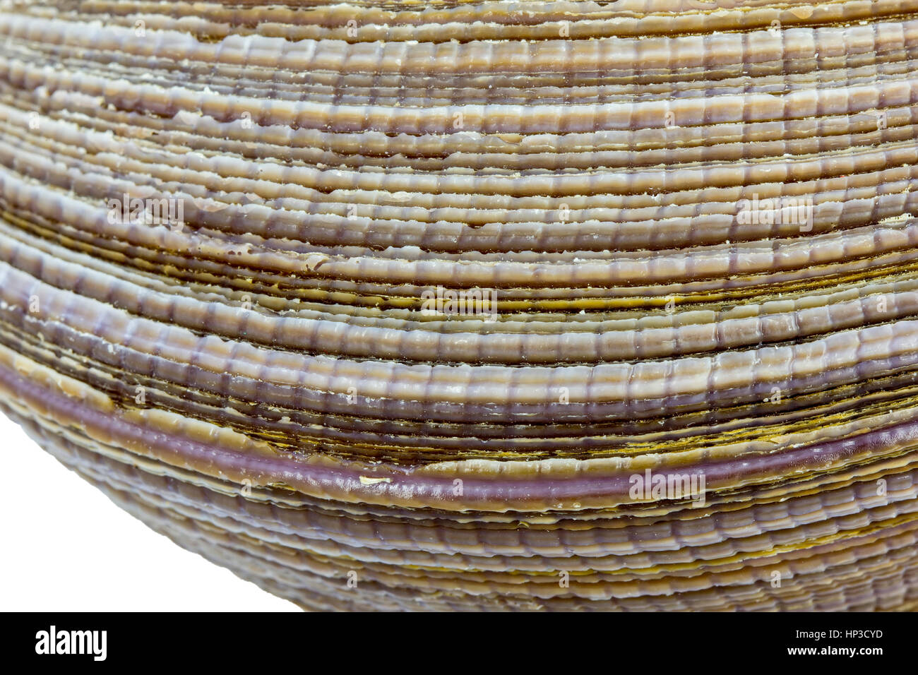 Sea shell - detail Stock Photo - Alamy