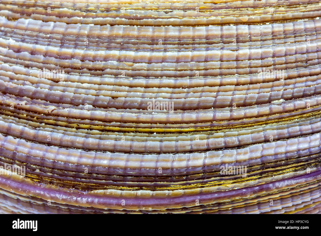Sea shell - detail Stock Photo - Alamy