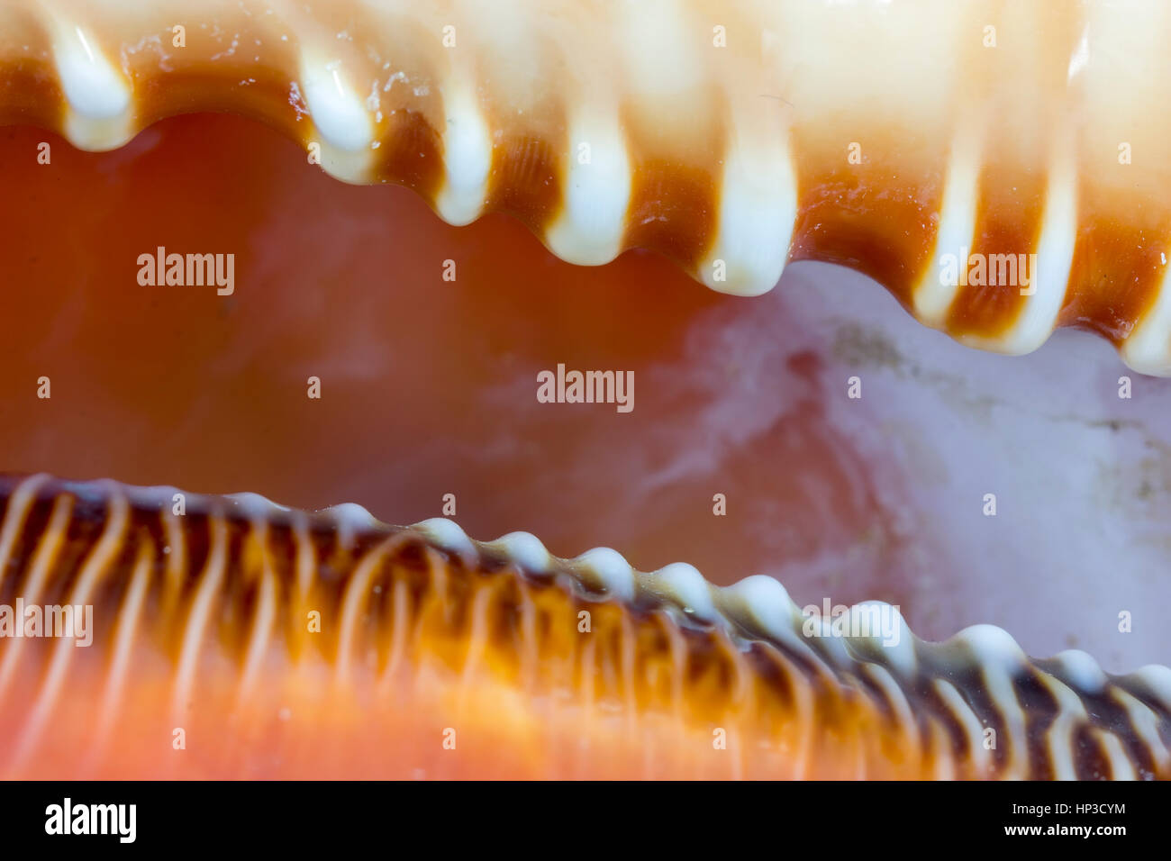 Shell (Cypraecassis Rufa) - Bull Mouth Helmet - marine gastropod Stock ...