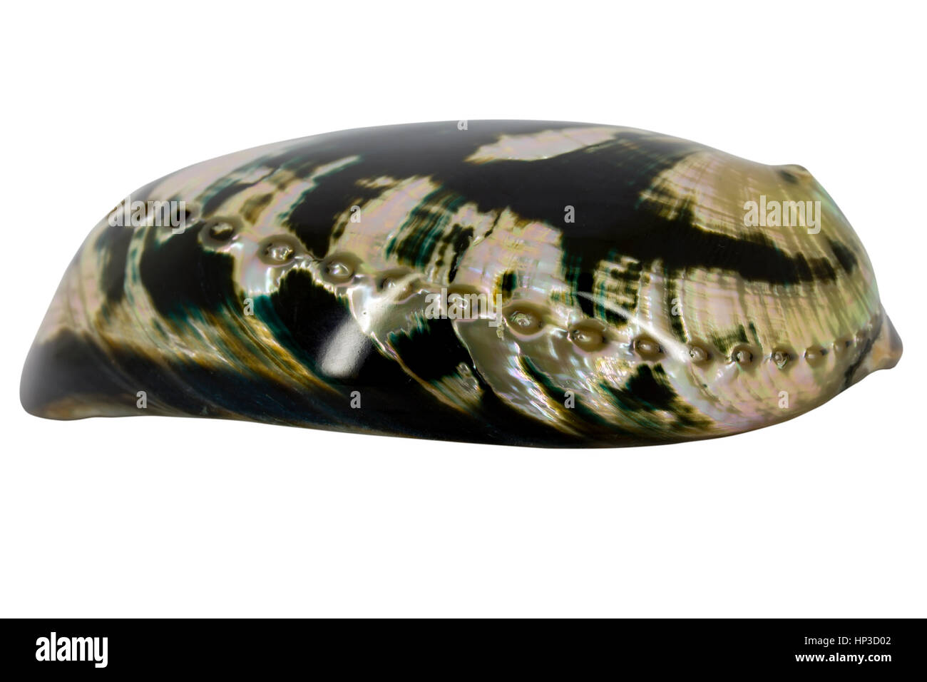 Black-white Haliotis shell Stock Photo - Alamy