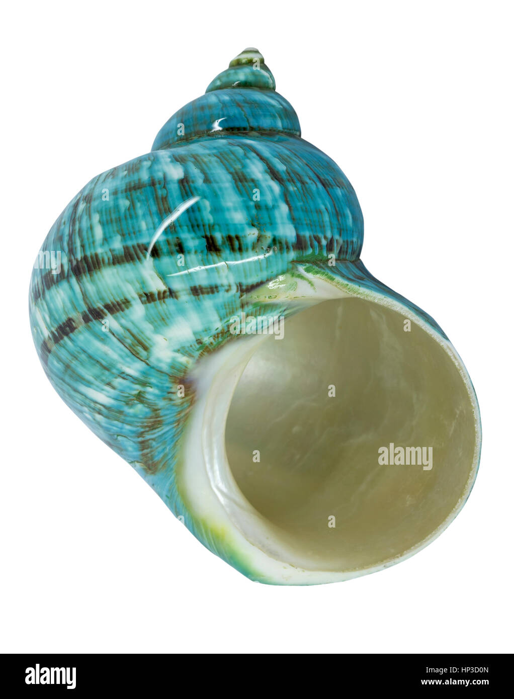 Turquoise shell hi-res stock photography and images - Alamy