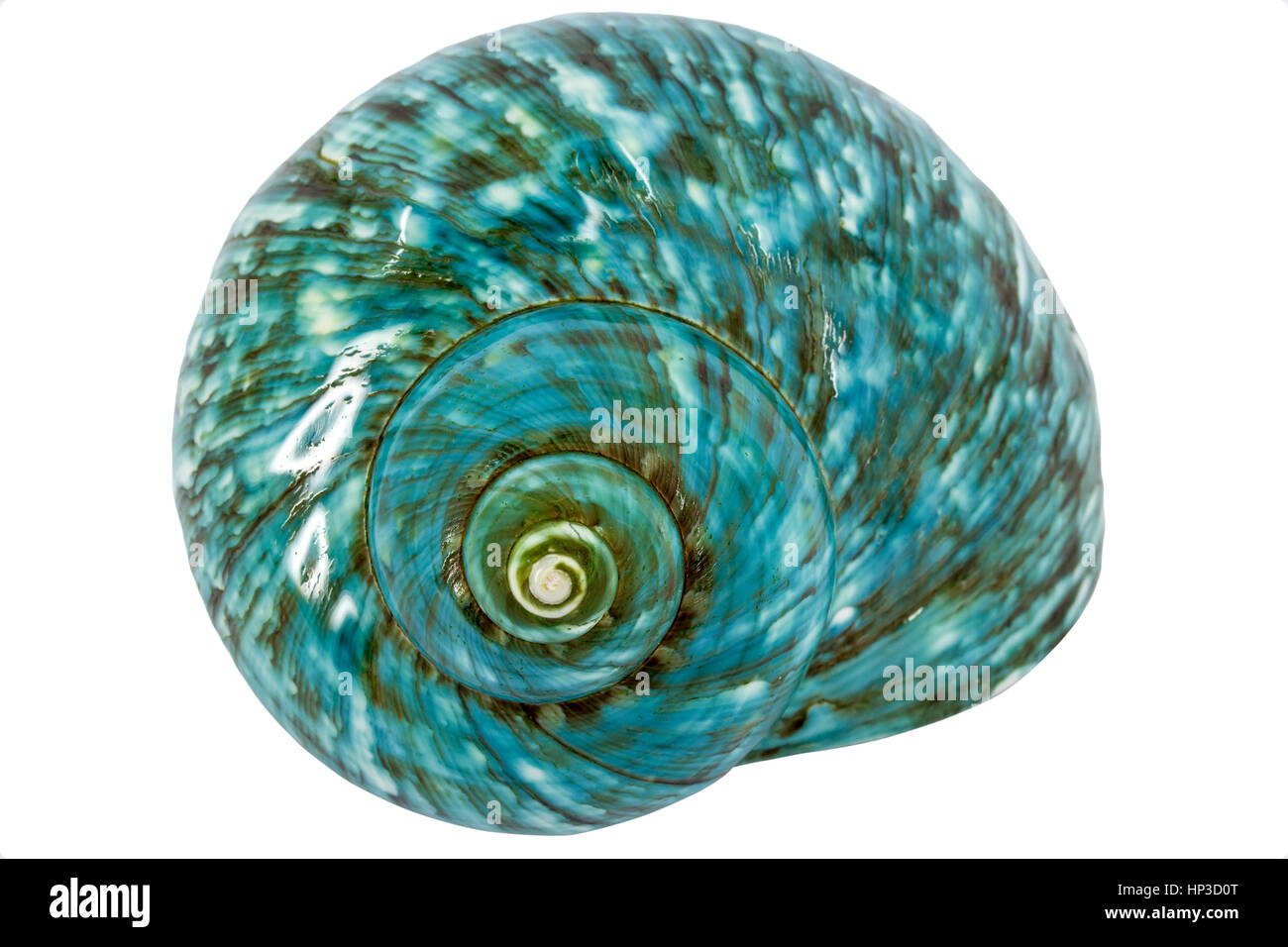 Spiralling shell hi-res stock photography and images - Alamy