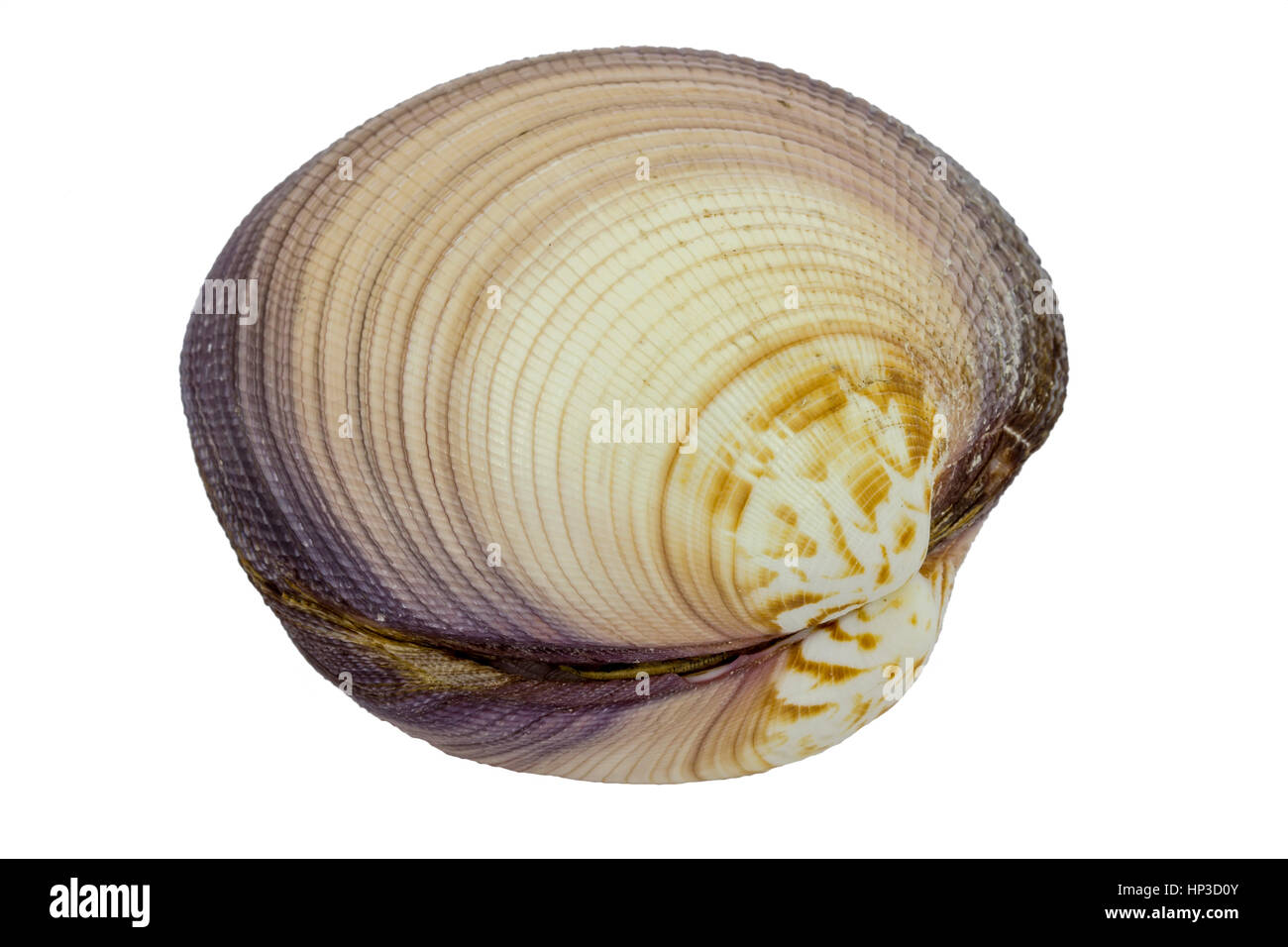Marine detail Cut Out Stock Images & Pictures - Alamy