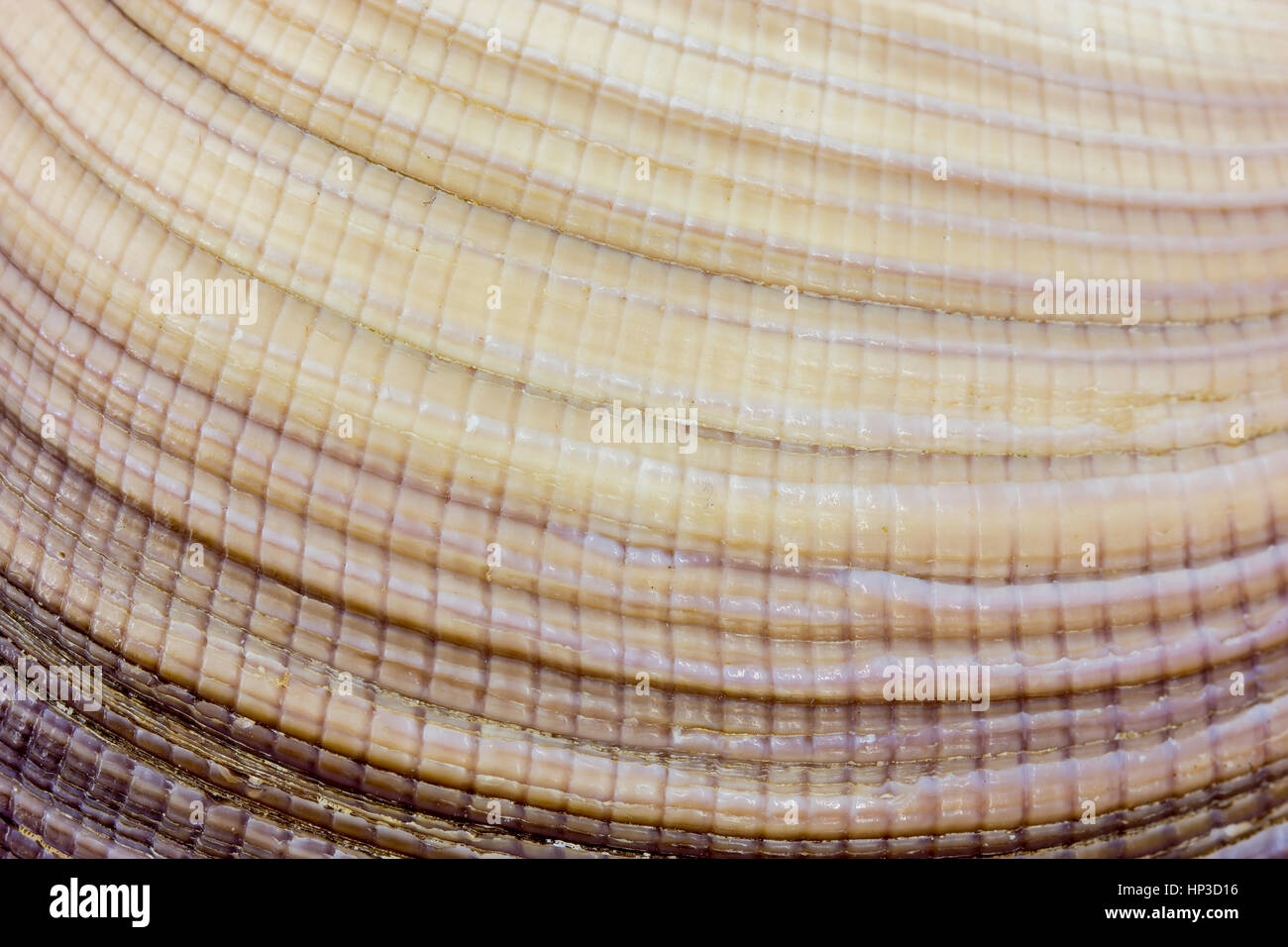 Sea shell - detail Stock Photo - Alamy