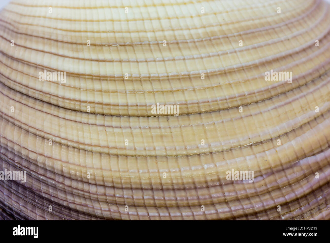 Rounded bivalve shell hi-res stock photography and images - Alamy