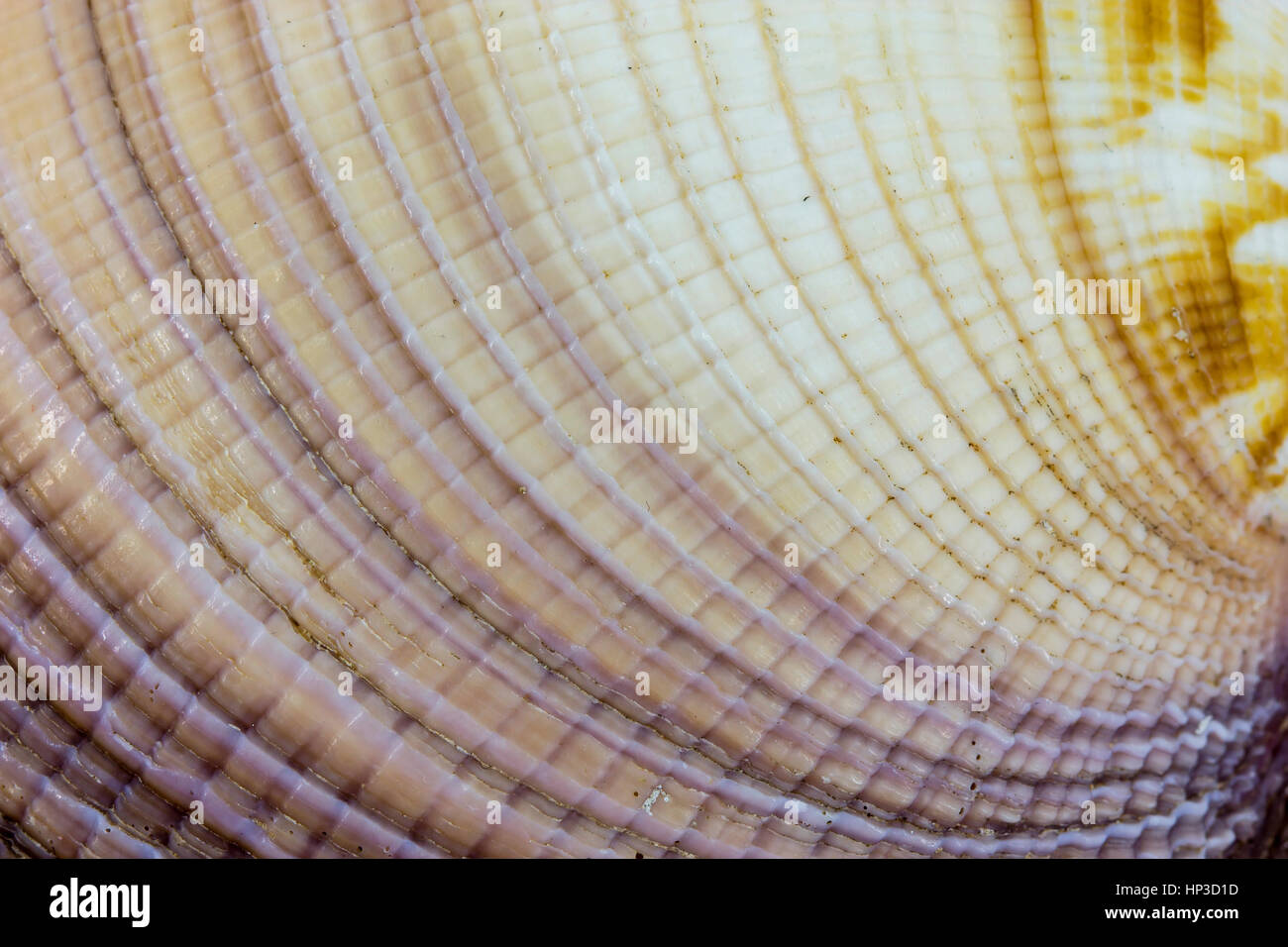 Sea shell - detail Stock Photo - Alamy