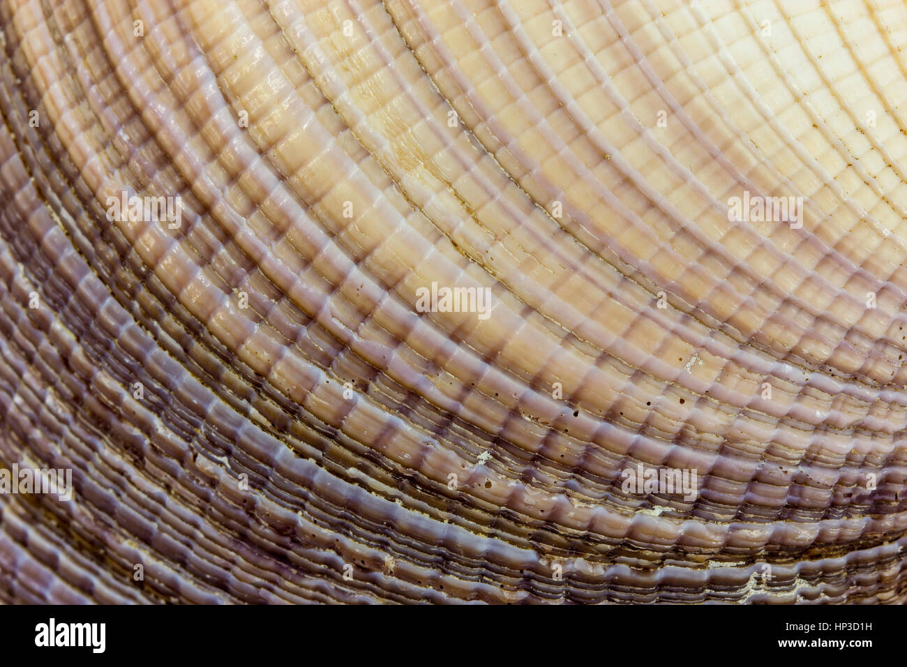 Sea shell - detail Stock Photo - Alamy