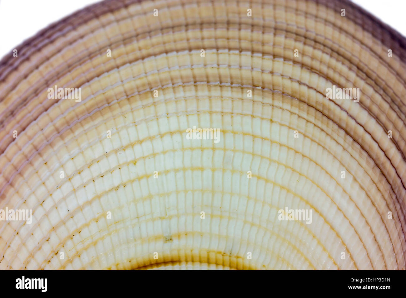 Sea shell - detail Stock Photo - Alamy