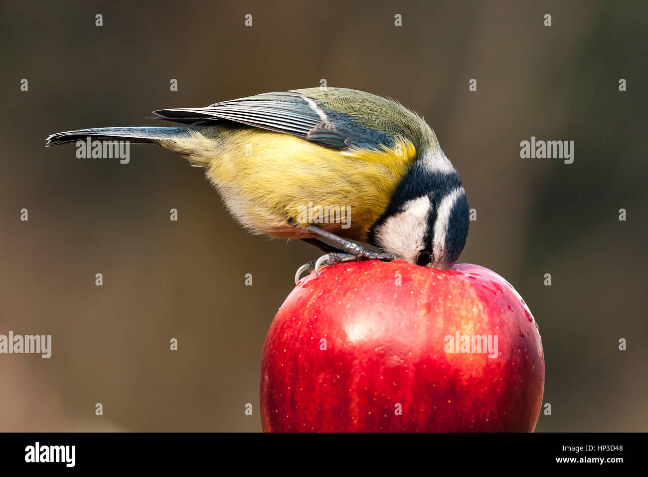 Stunning detailed blue tit wild bird eating inside a red apple. Close ...