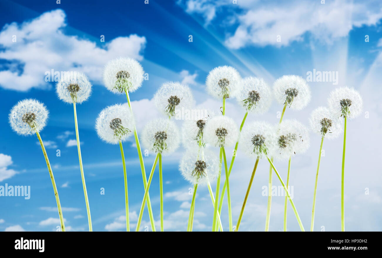 Dandelion flower on blue sky background. Bright clouds, beautiful ...