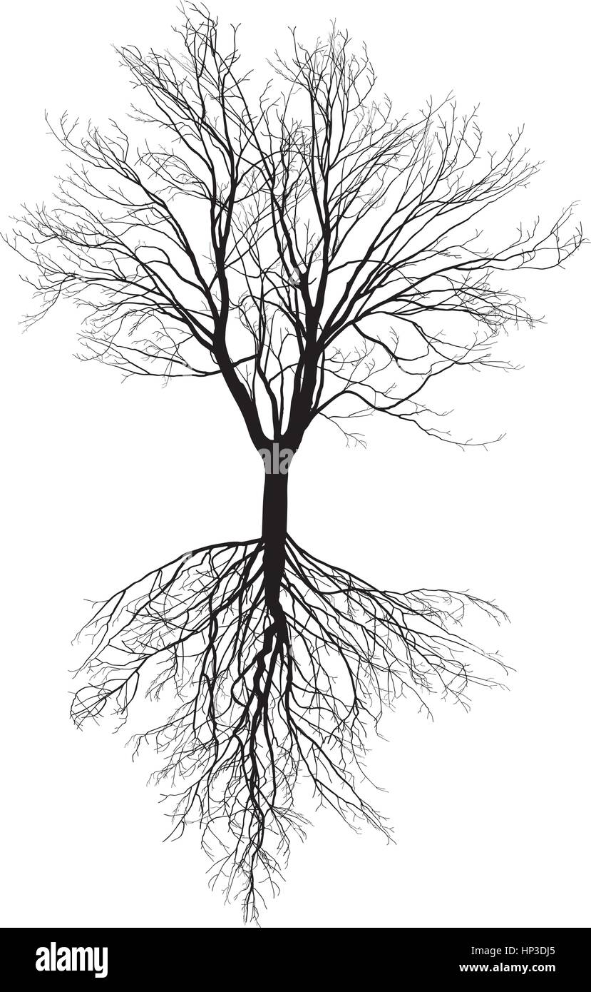 Bare Tree Drawing With Roots