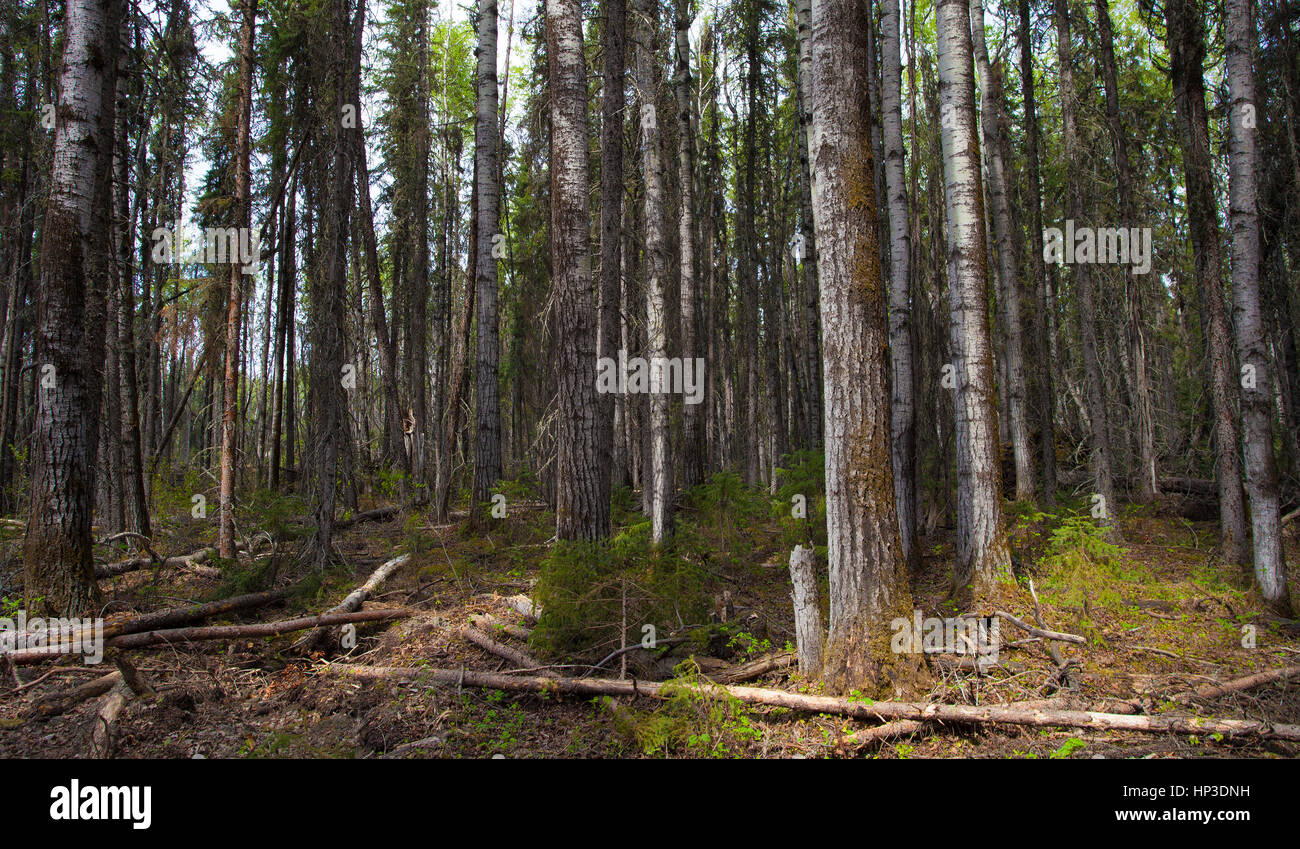 In the canadian forest hi-res stock photography and images - Alamy