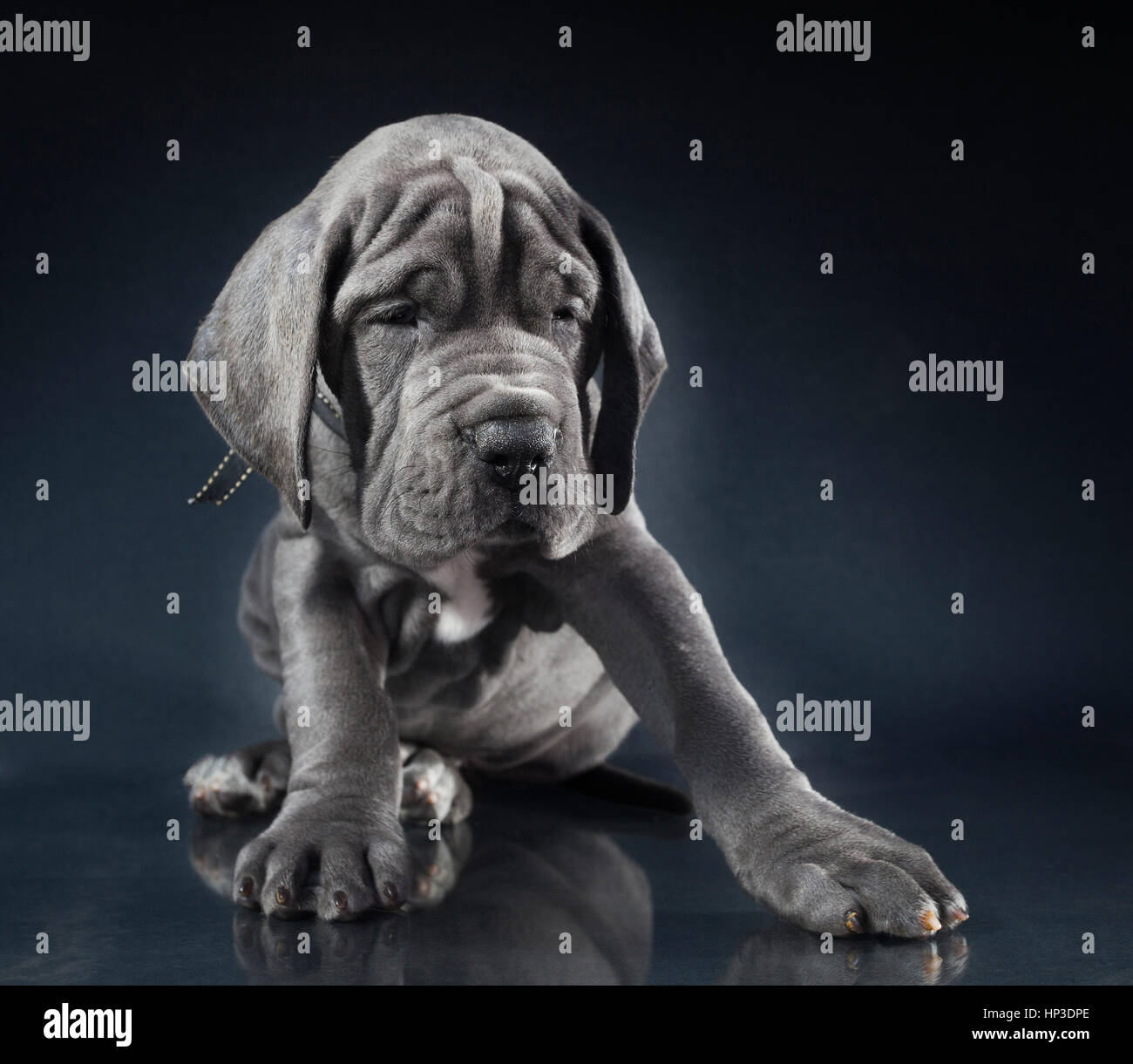 Grey Great Dane purebred puppy on a dark background Stock Photo - Alamy