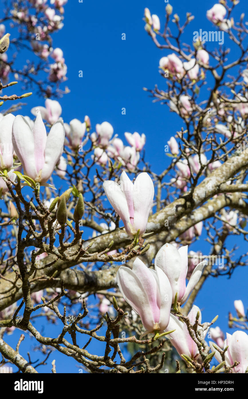 flowers magnolia tree in springtime sunny day Stock Photo - Alamy