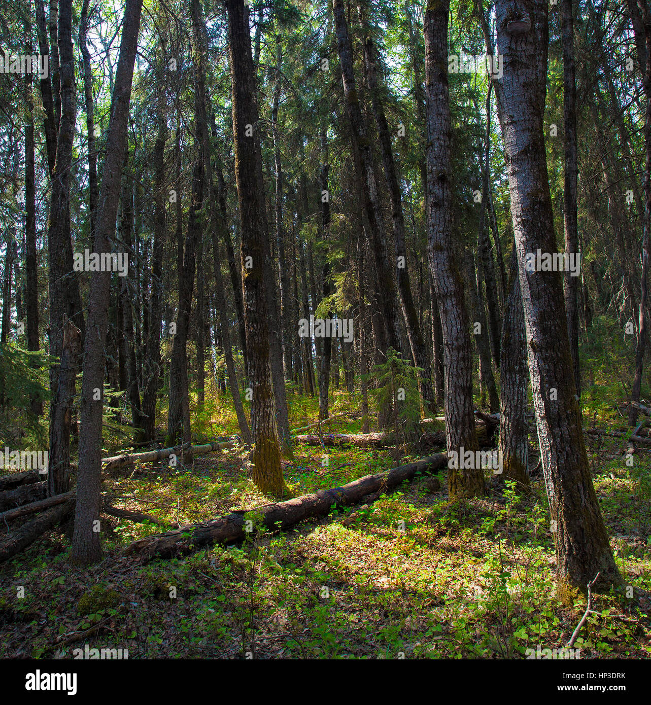 Thick forest in canada light hi-res stock photography and images - Alamy