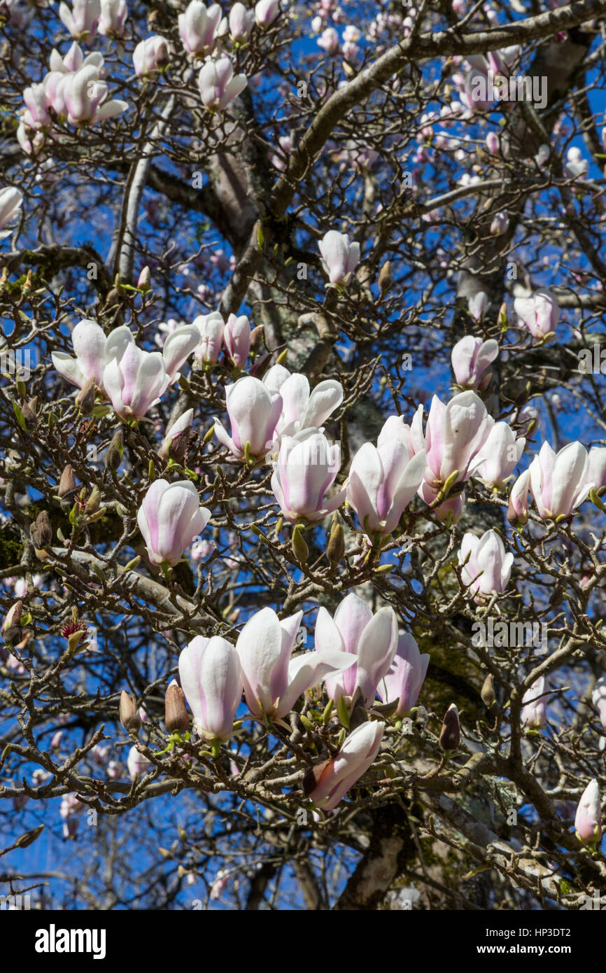 flowers magnolia tree in springtime sunny day Stock Photo - Alamy